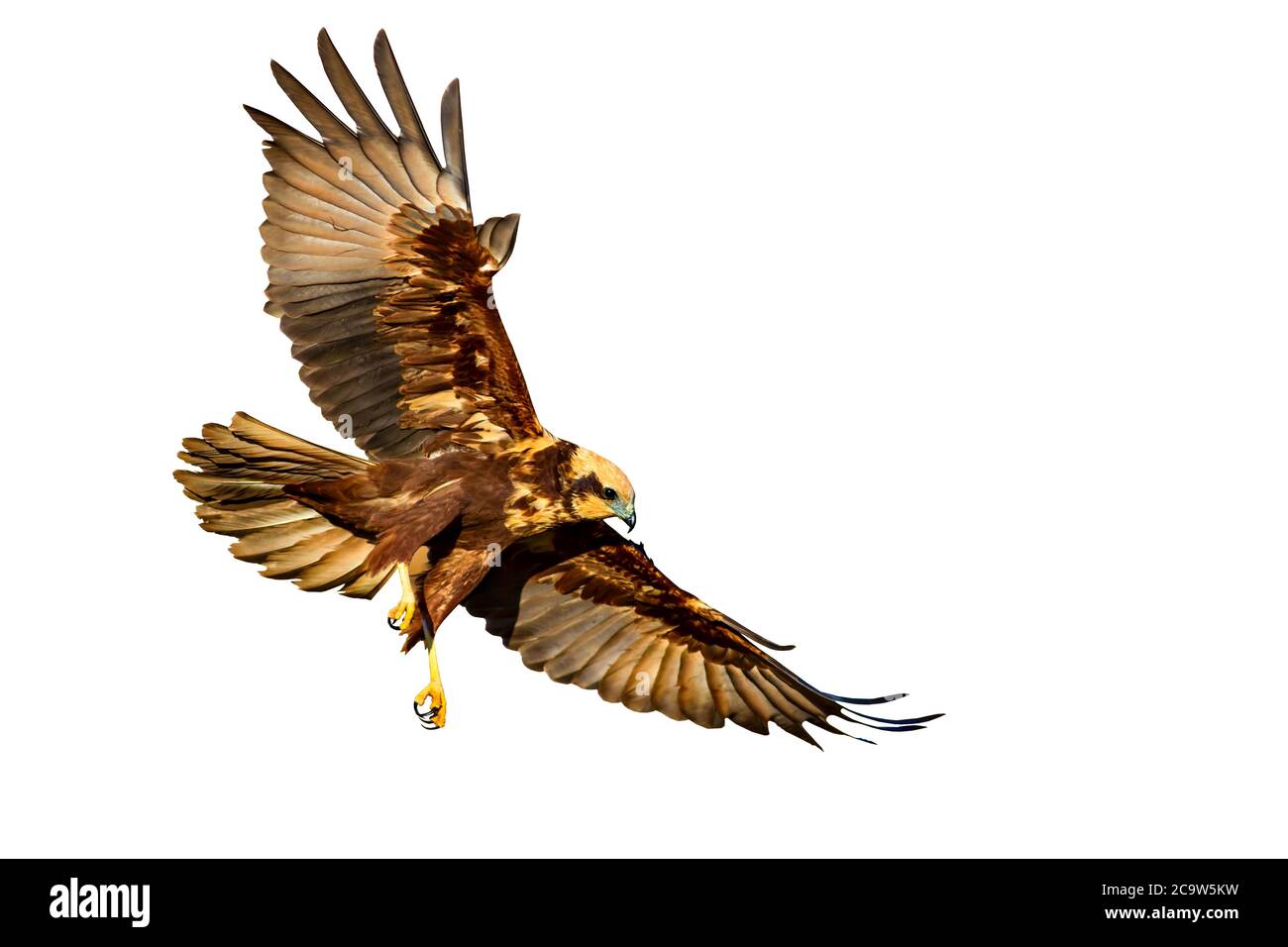 Isolated bird. Flying Western Marsh Harrier. White background. Bird ...