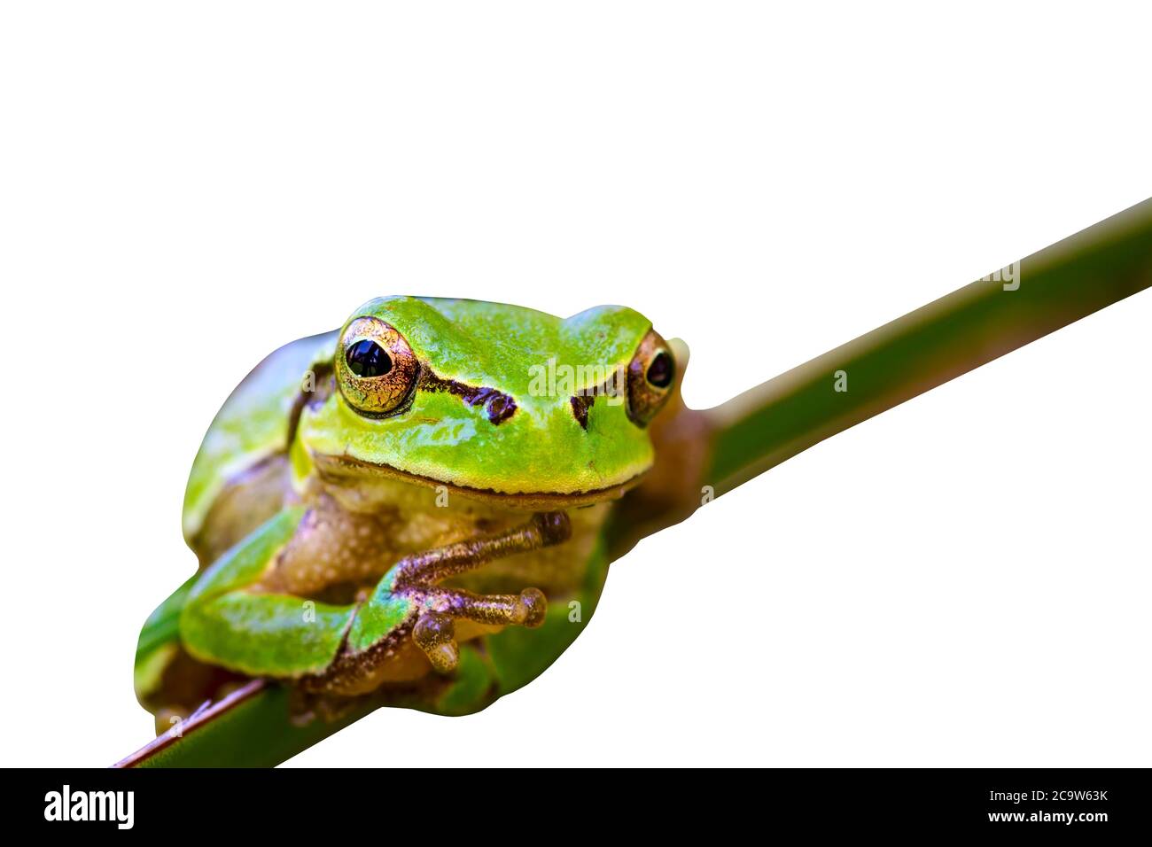 Isolated animal frog. White background Stock Photo - Alamy