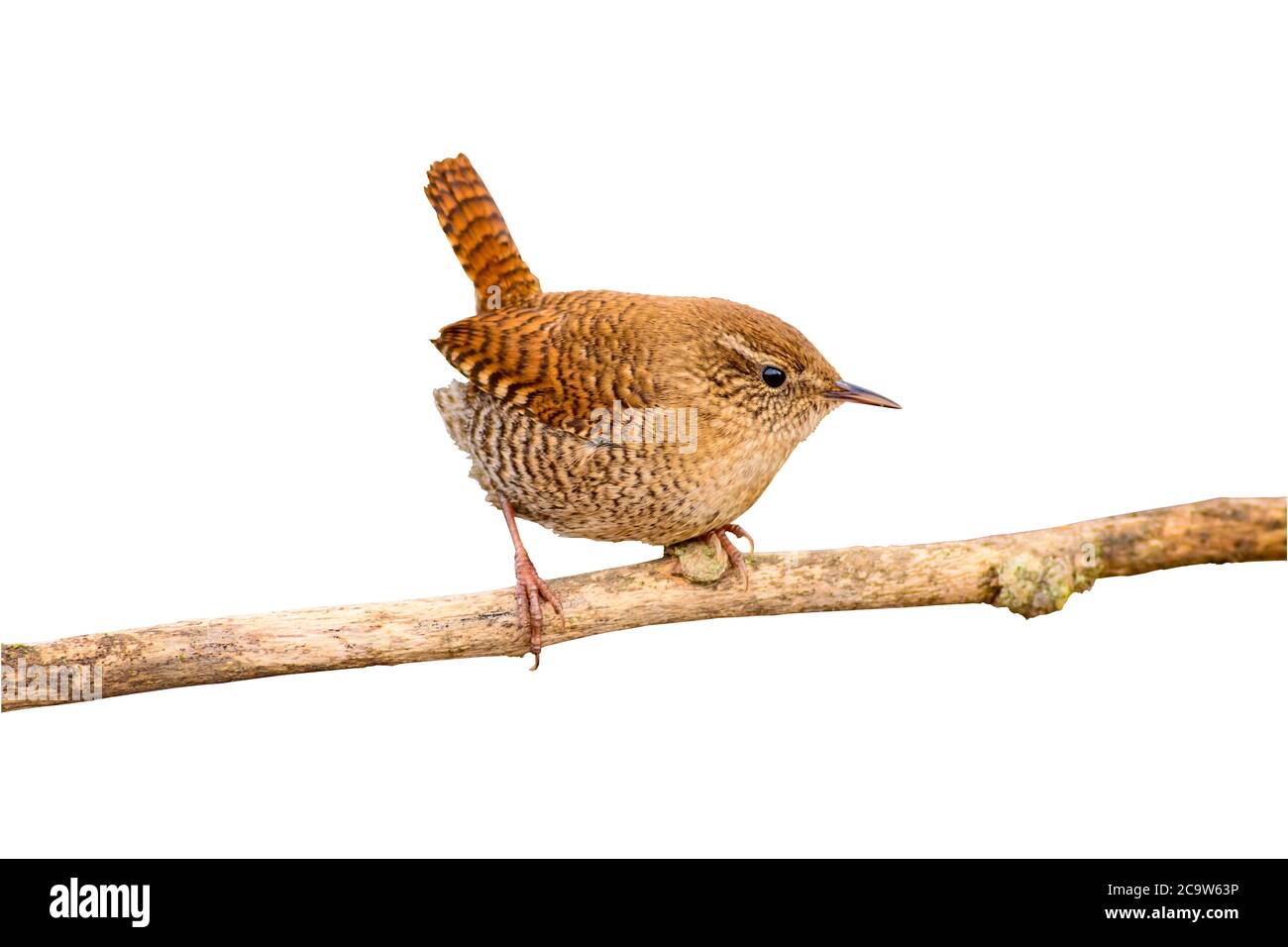 Isolated bird. Cute bird. White background. Bird: Eurasian Wren Stock ...