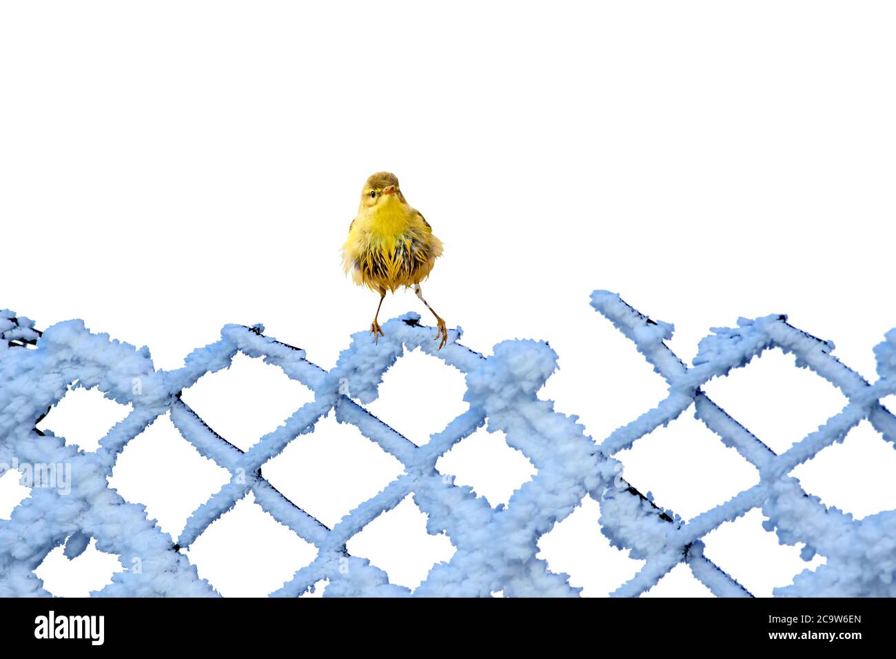 Cute little bird. Isolated images. White background Stock Photo - Alamy
