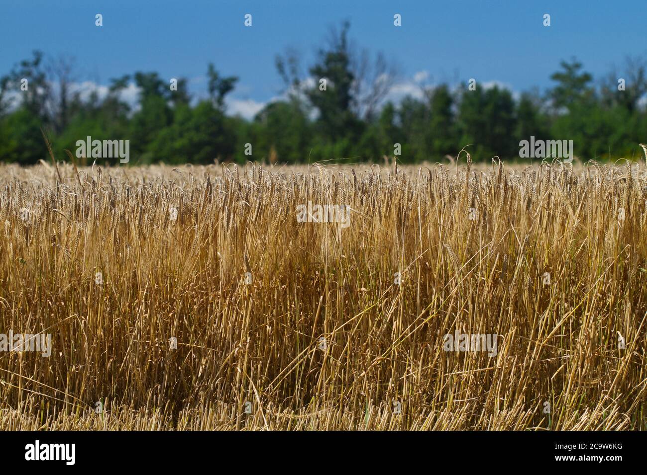 Rye field, dry crop almost ripe and ready for harvest under a blue sky ...