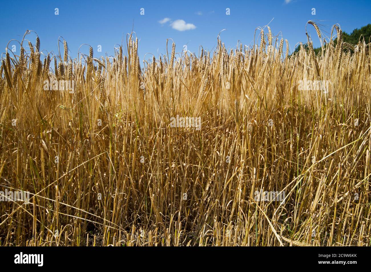 Grain farming hi-res stock photography and images - Alamy
