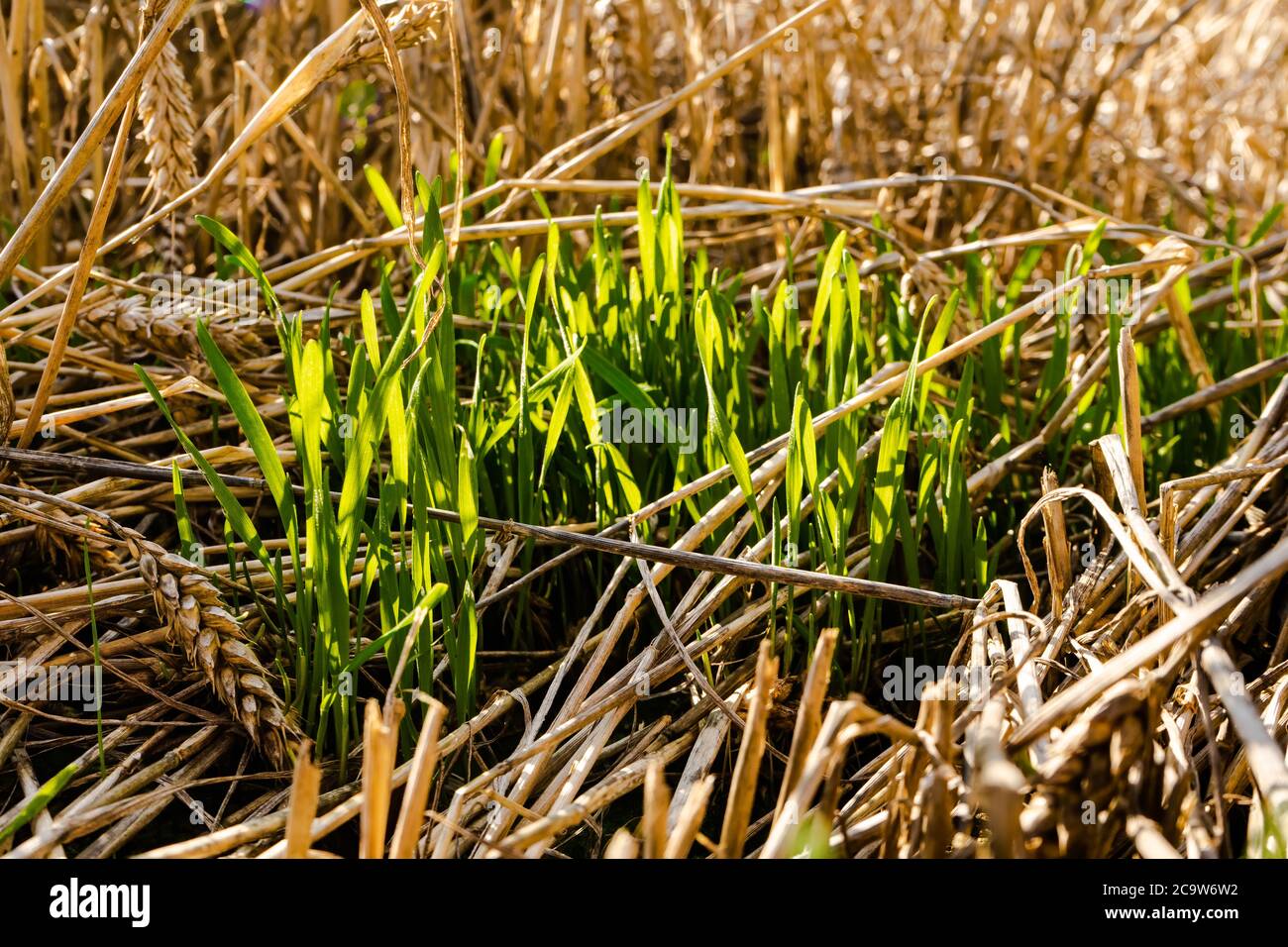 Dead grass blades hi-res stock photography and images - Alamy