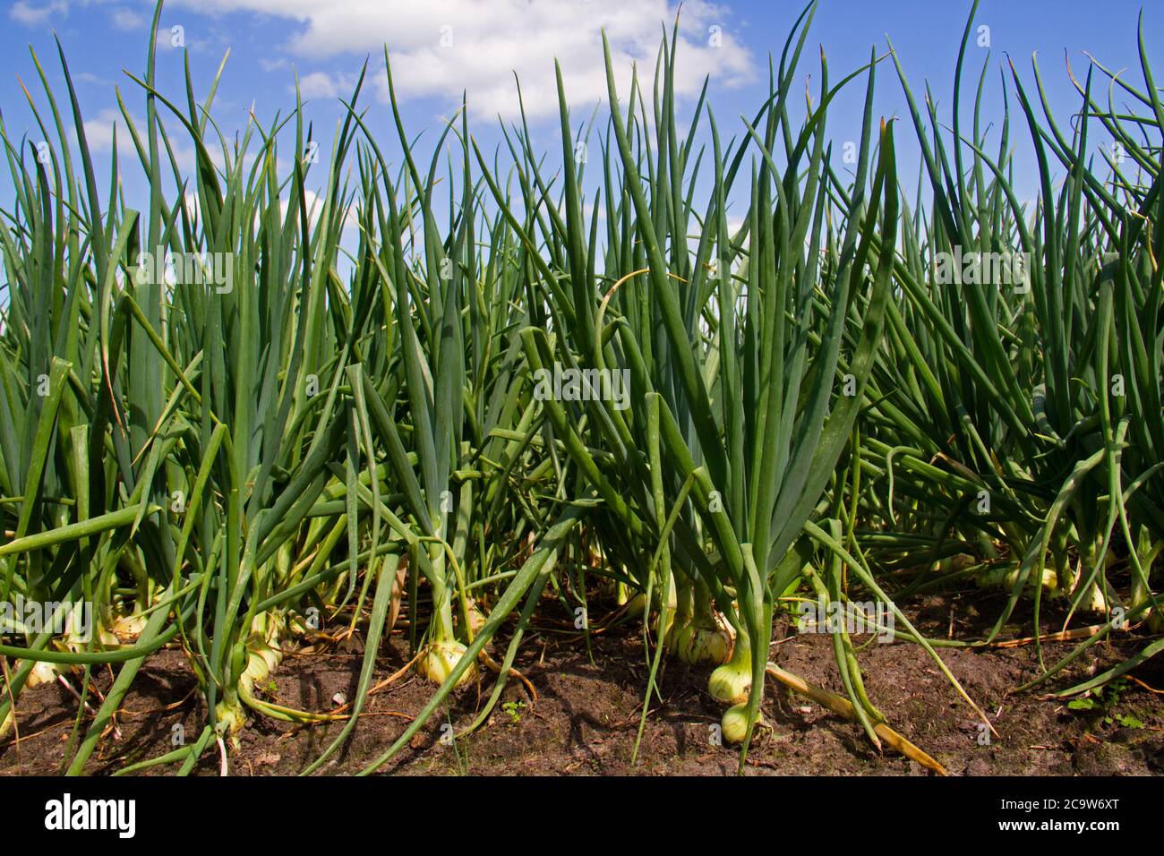 Blue onions hi-res stock photography and images - Alamy