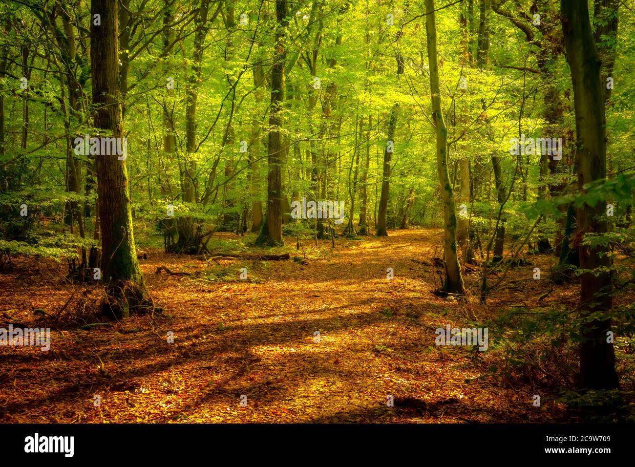 Hamstreet hi-res stock photography and images - Alamy