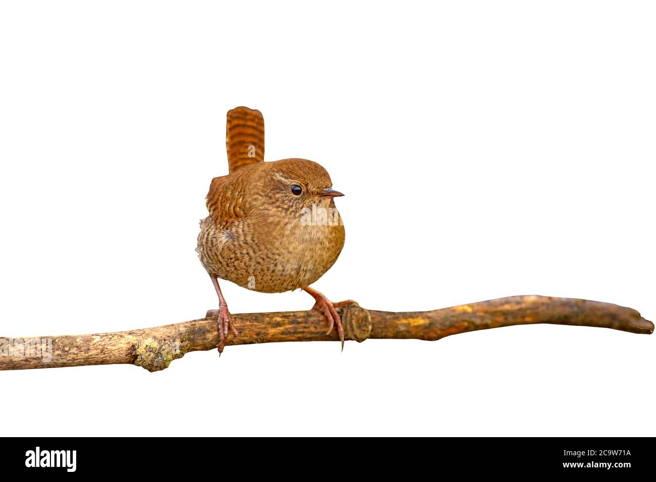 Isolated bird. Cute bird. White background. Bird: Eurasian Wren Stock ...
