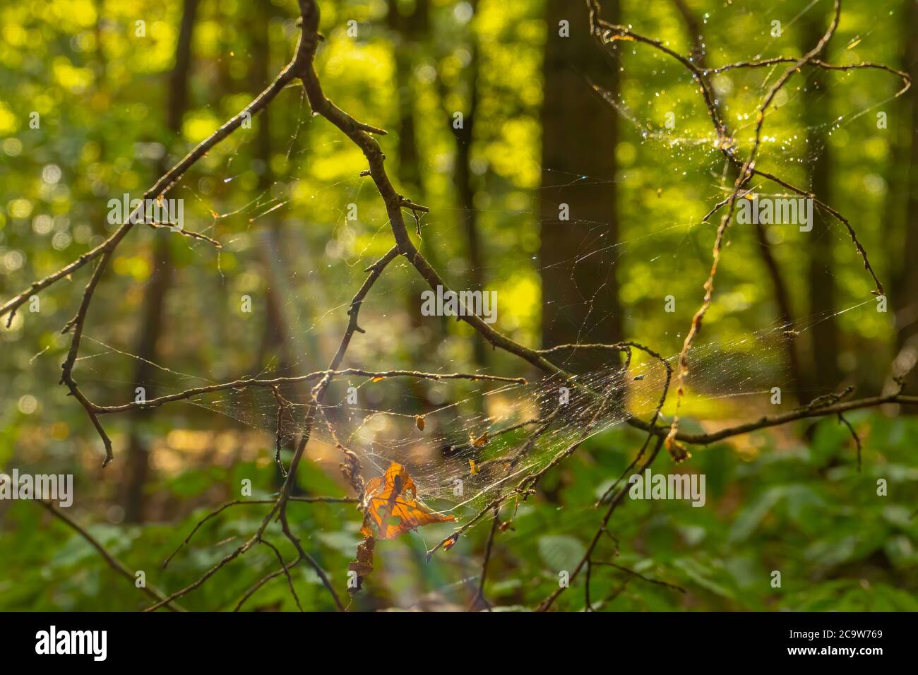 Autumn cobweb woodland hi-res stock photography and images - Alamy