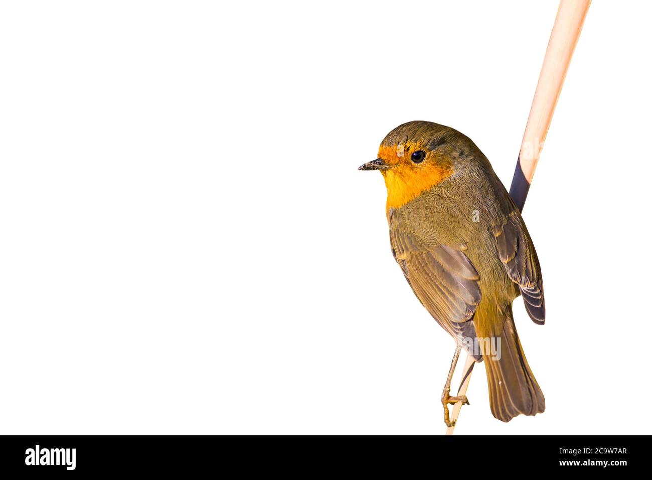 Robin White Background