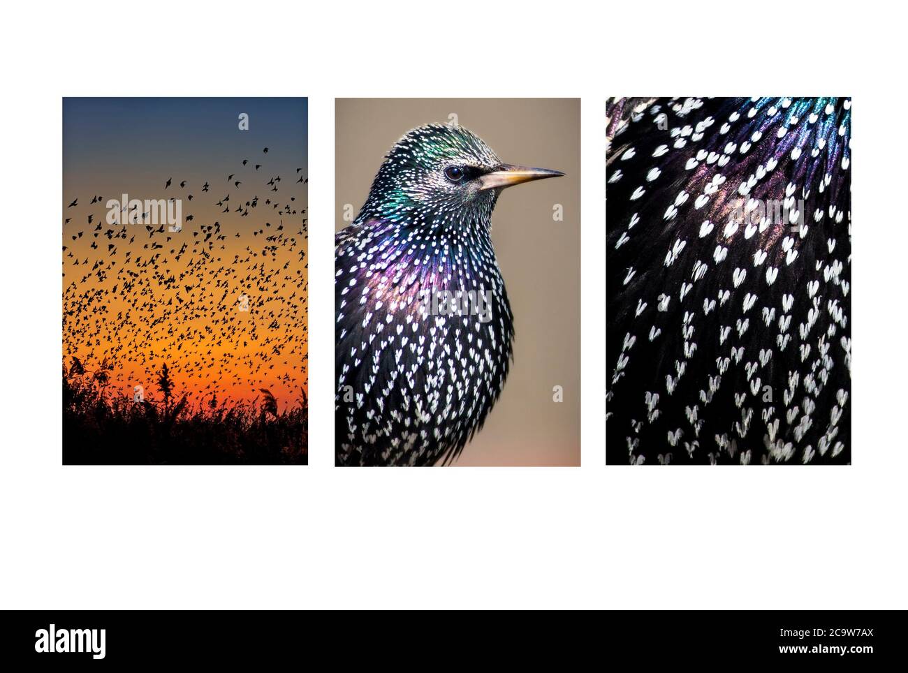 To take a closer look at nature. Bird poster. All the birds are ...