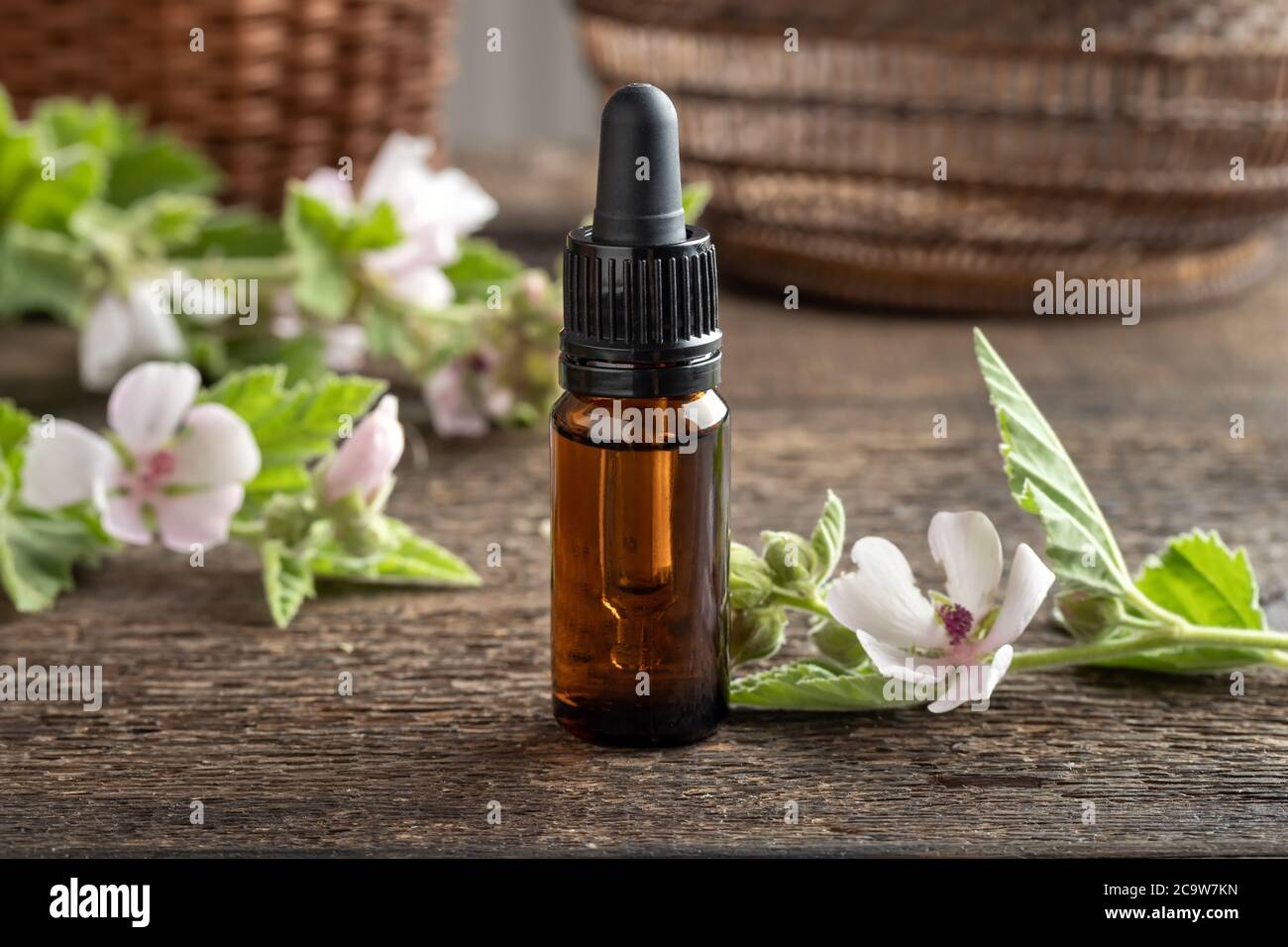 A dark bottle of marshmallow root tincture with fresh Althaea ...