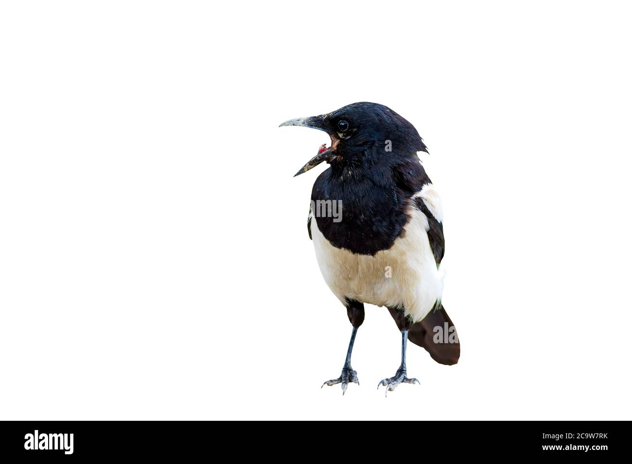 Magpie. Black white crow. Isolated bird. White background. Bird ...