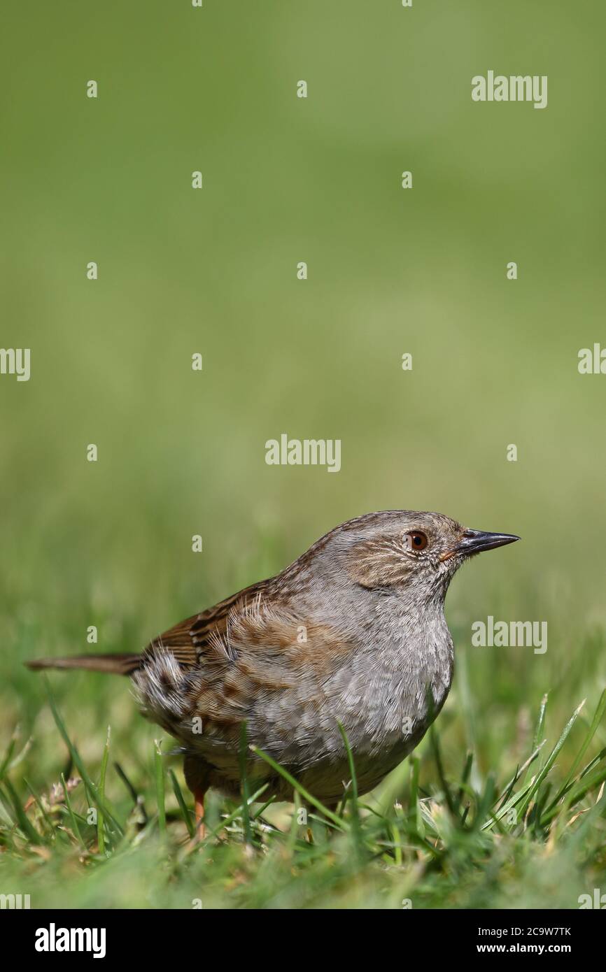 Dunnock, Prunella modularis, UK Stock Photo - Alamy