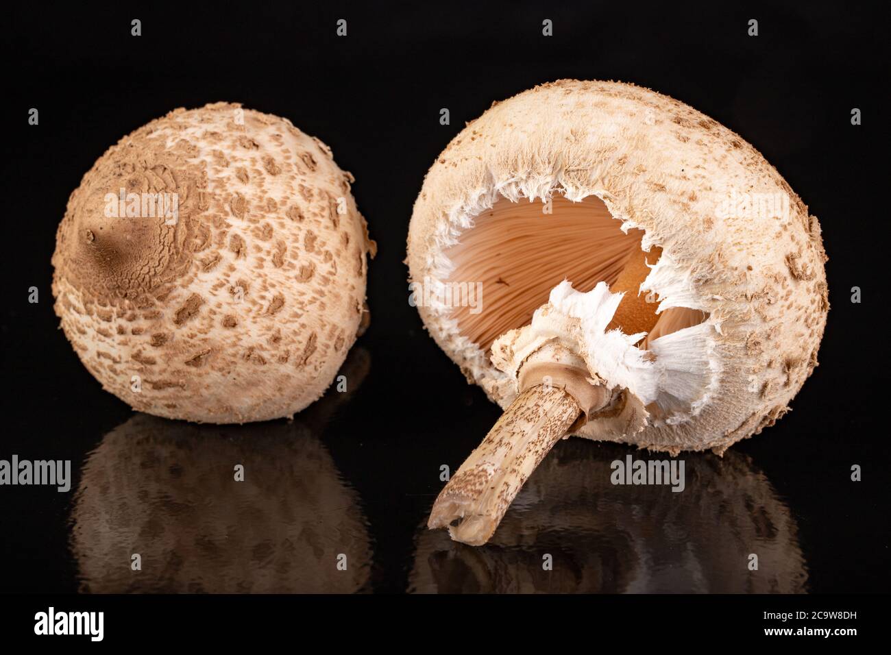 Kite mushroom on a dark table. Tasty and fresh edible mushroom hats ...