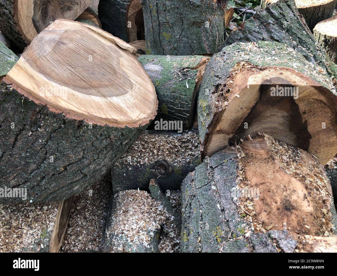 A woodpile made of chopped lumber. A pile of wooden walnut logs Stock ...