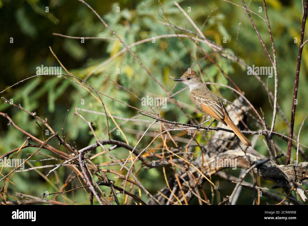 Brown-crested Flycatcher hunting for bugs in the morning Arizona ...