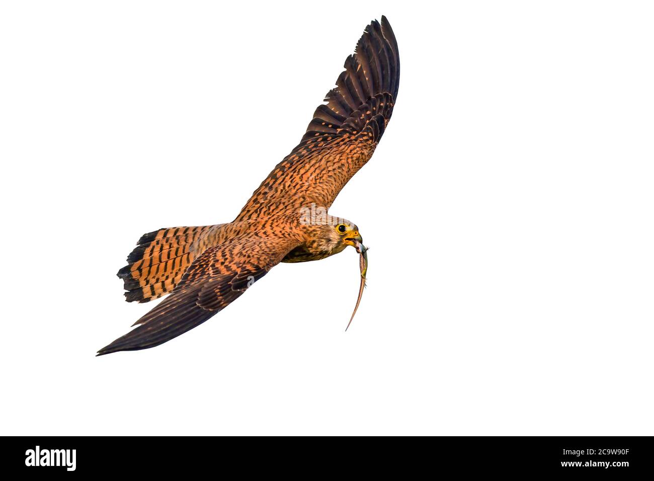 White Falcon Bird Flying