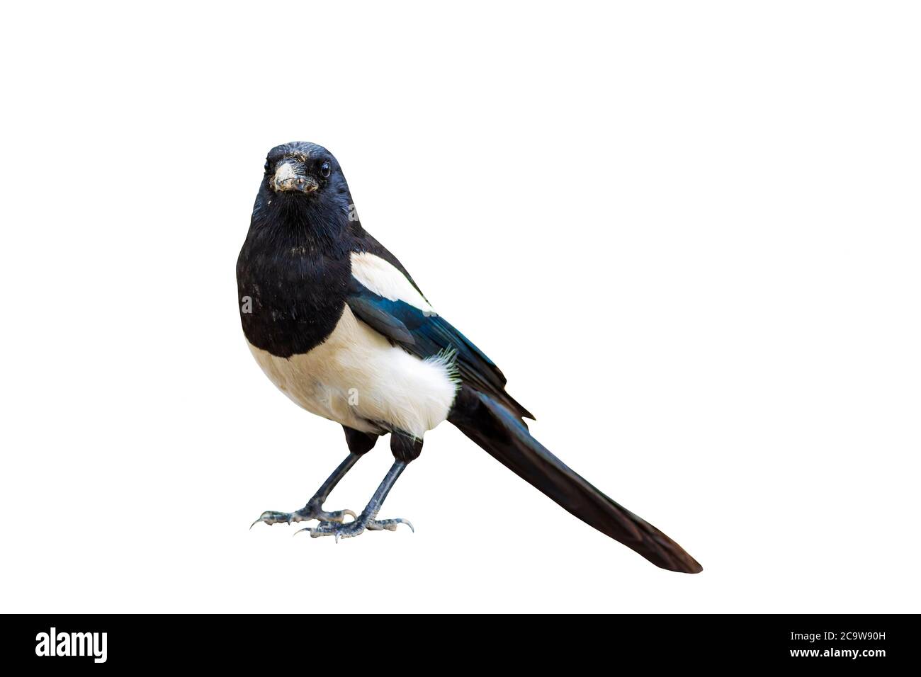 Magpie. Black white crow. Isolated bird. White background. Bird ...