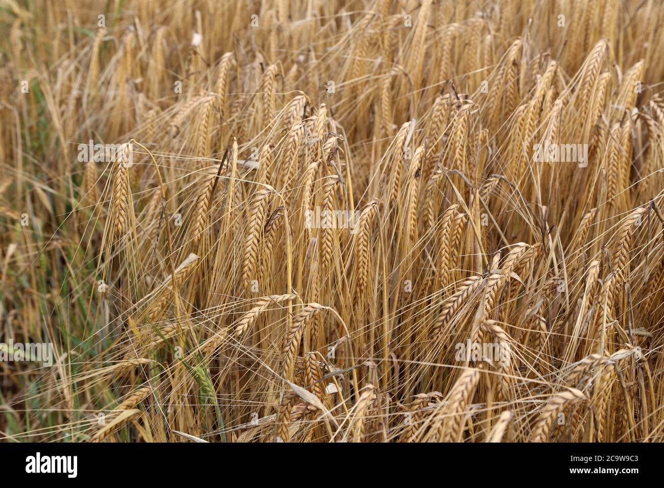 Ripening wheat field one hi-res stock photography and images - Alamy