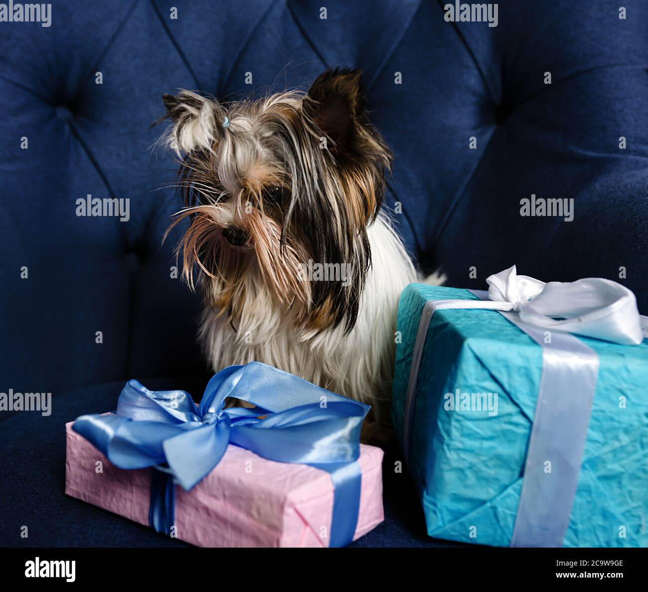 Puppy present box hi-res stock photography and images - Alamy