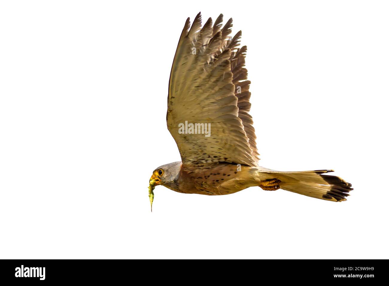 Flying falcon. Isolated bird. White background. Bird: Lesser Kestrel ...