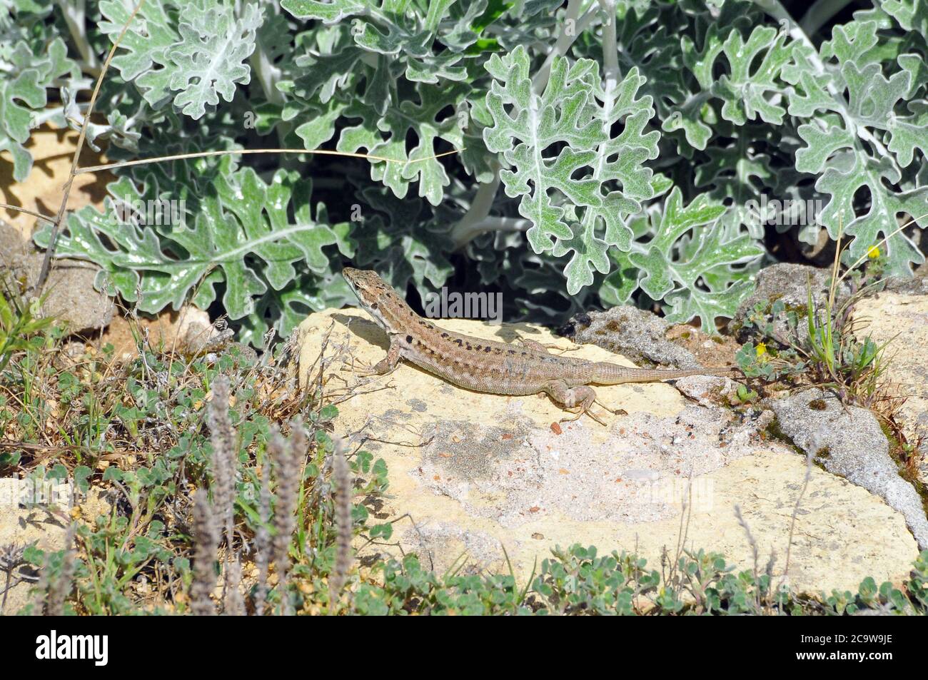 Dalmatinische spitzkopfeidechse hi-res stock photography and images - Alamy