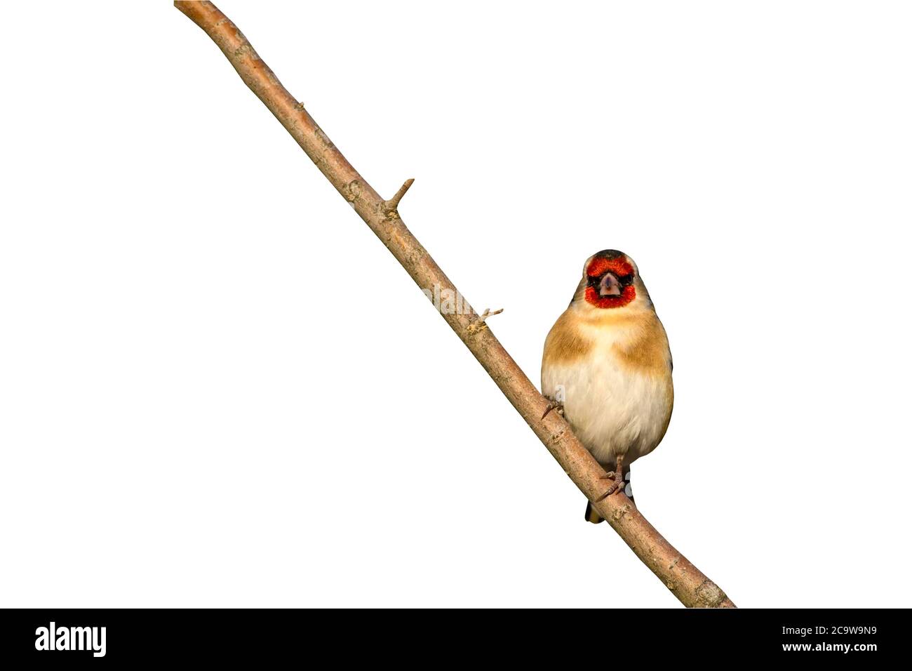 Cute little bird. Isolated bird. White background Stock Photo - Alamy