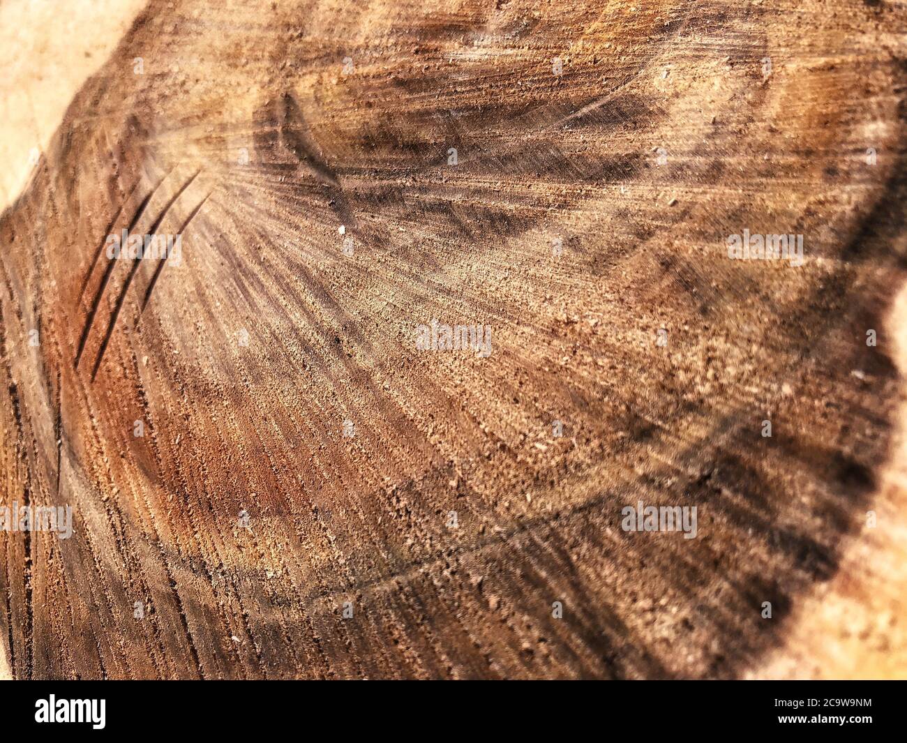 wood texture saw cut close-up. Wooden background Stock Photo - Alamy