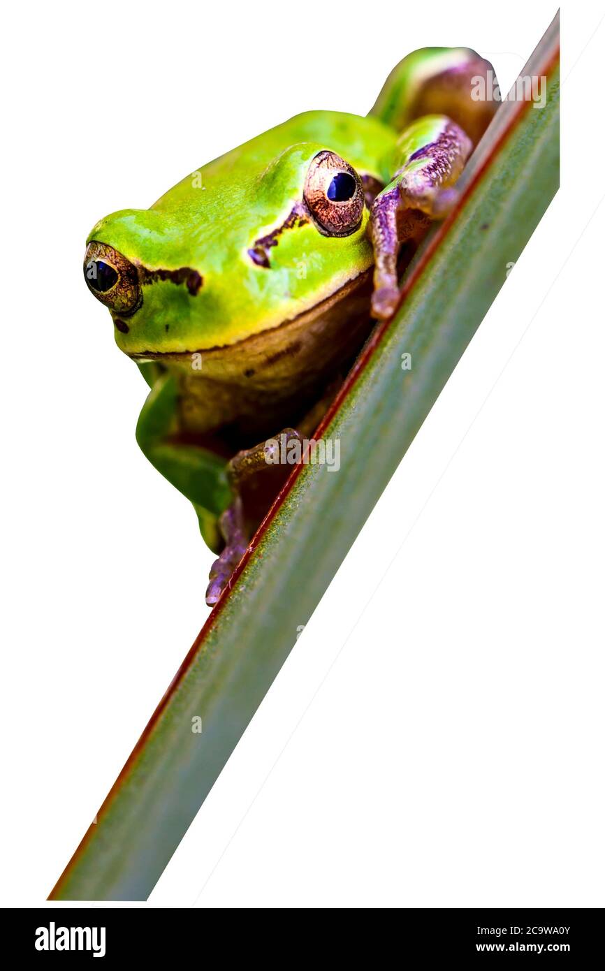 Isolated animal frog. White background Stock Photo - Alamy