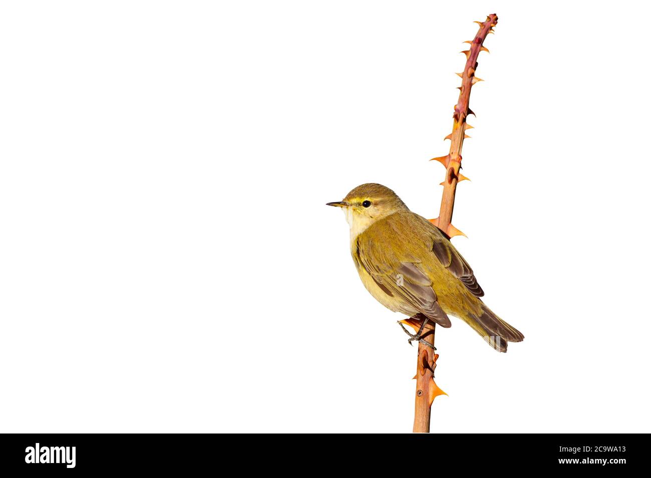 Cute little bird. Isolated bird. White background Stock Photo - Alamy