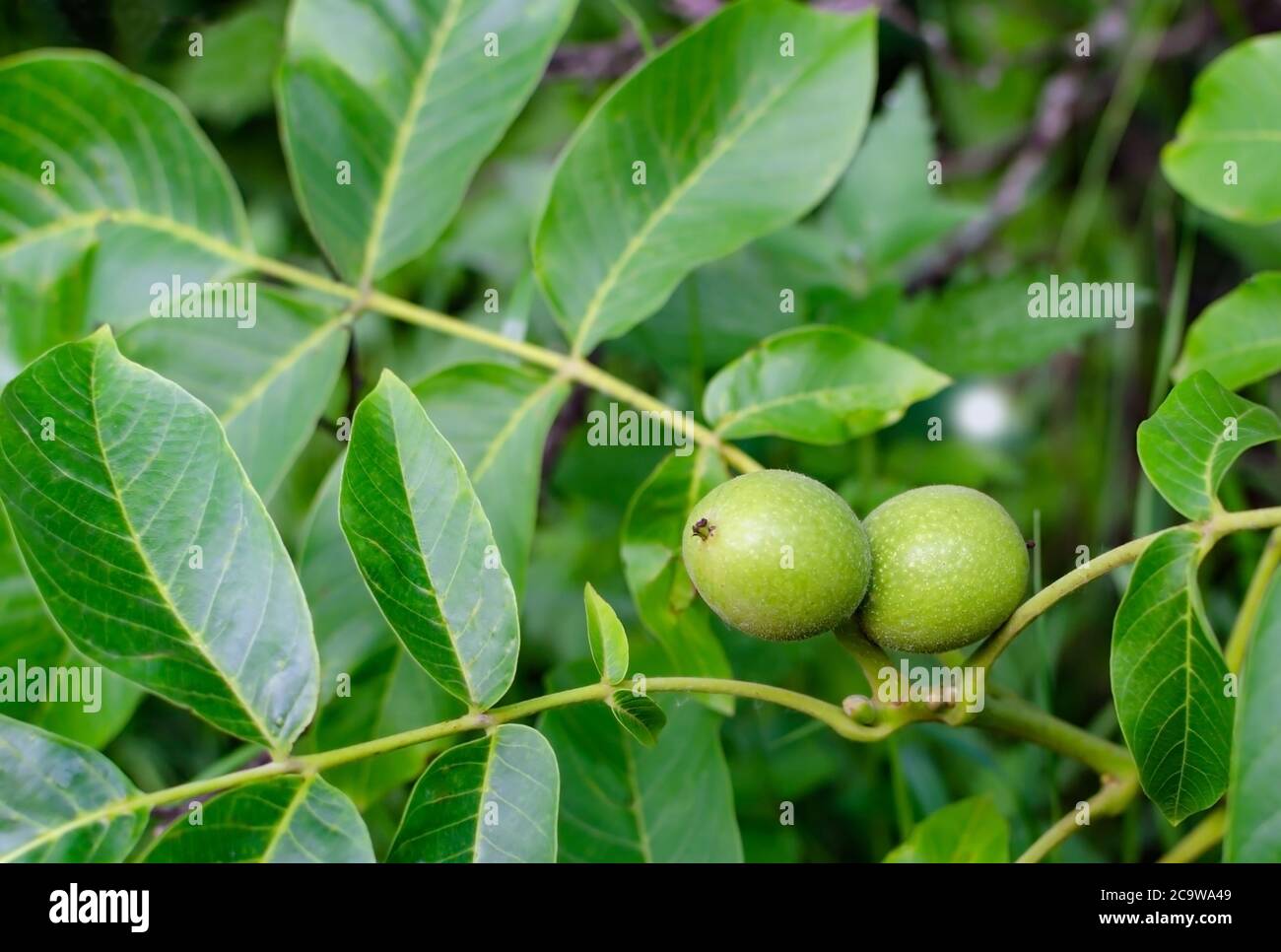 greek walnut fruit with green leaves, close up Stock Photo - Alamy
