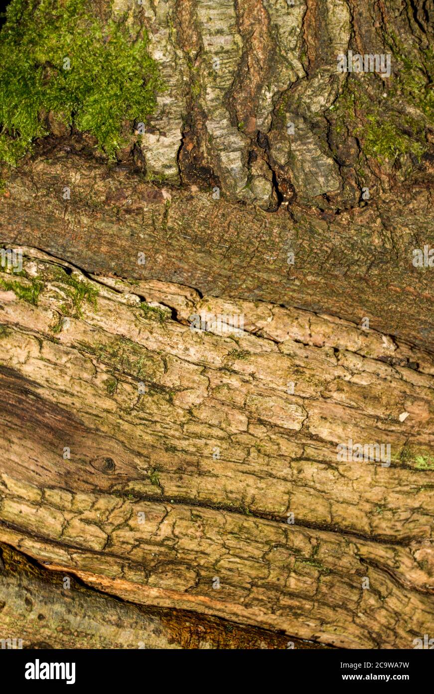 Close-up patterns and textures in tree bark, patterns in nature Stock ...