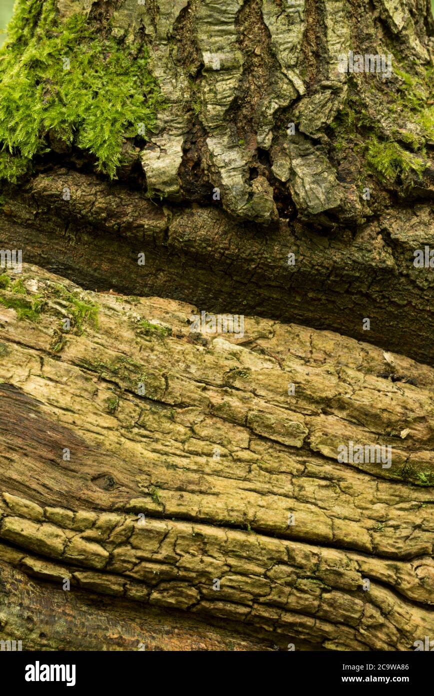 Close-up patterns and textures in tree bark, patterns in nature Stock ...