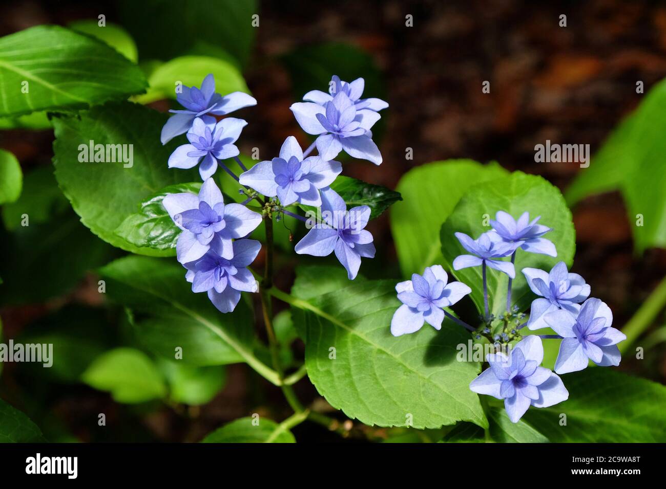 Lace cap hydrangea hi-res stock photography and images - Alamy