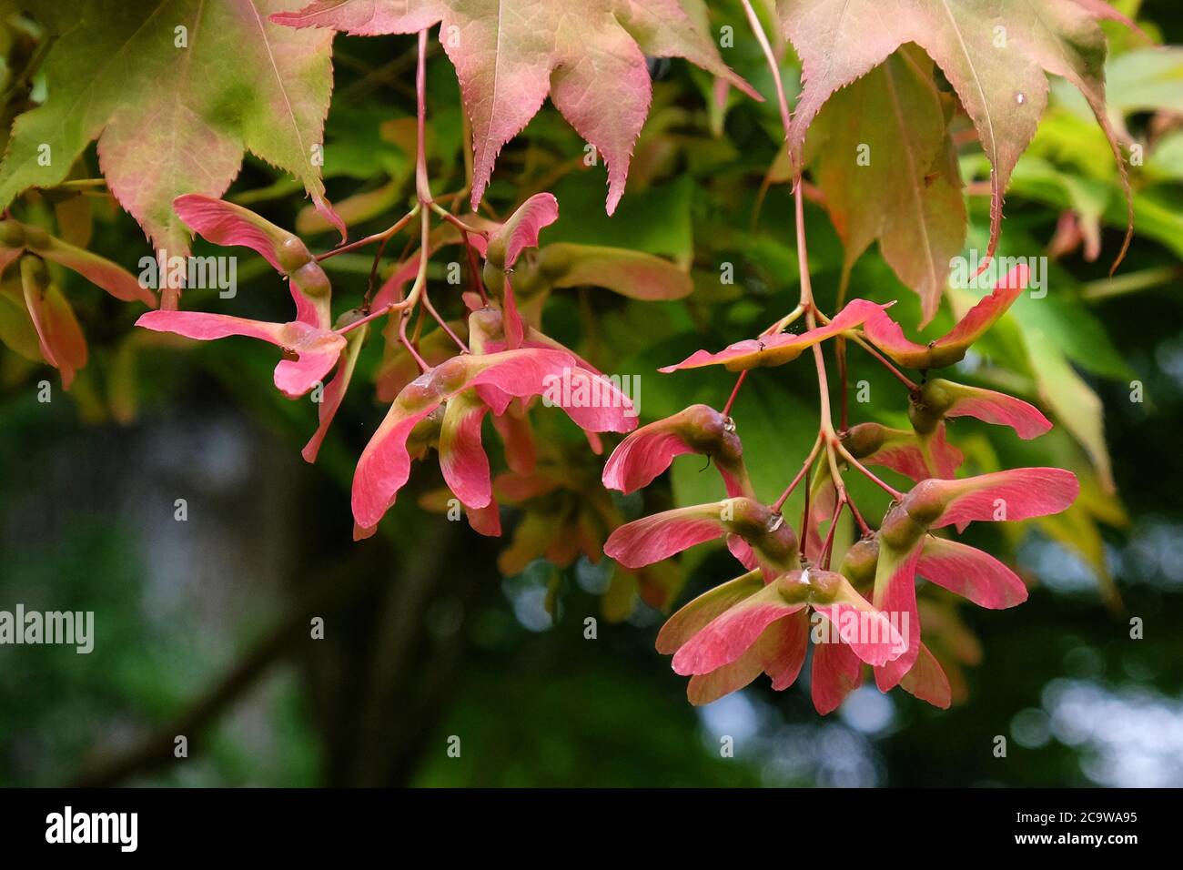 Acer seed pods hi-res stock photography and images - Alamy
