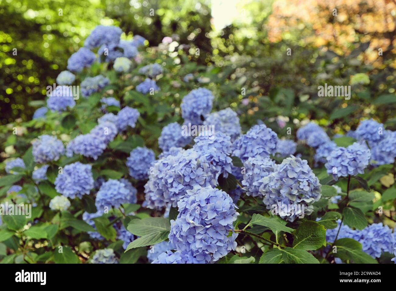 Hydrangea mophead garden hi-res stock photography and images - Alamy