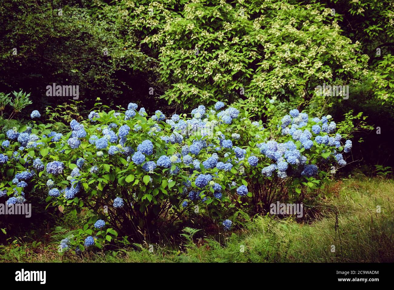 Blue mophead Hydrangea macrophylla in flower Stock Photo - Alamy