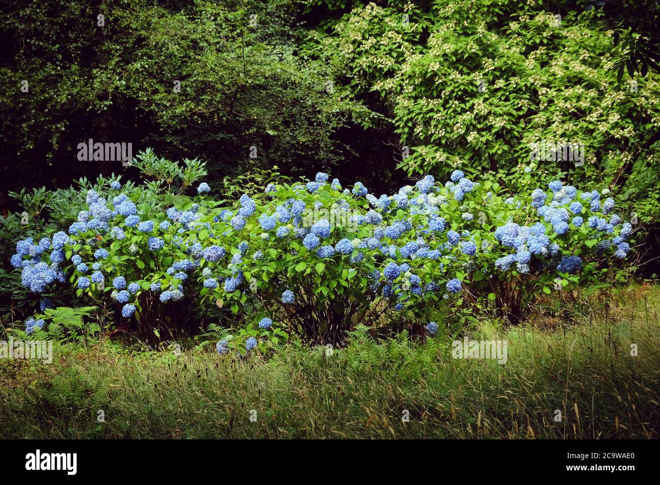 Blue mophead Hydrangea macrophylla in flower Stock Photo - Alamy