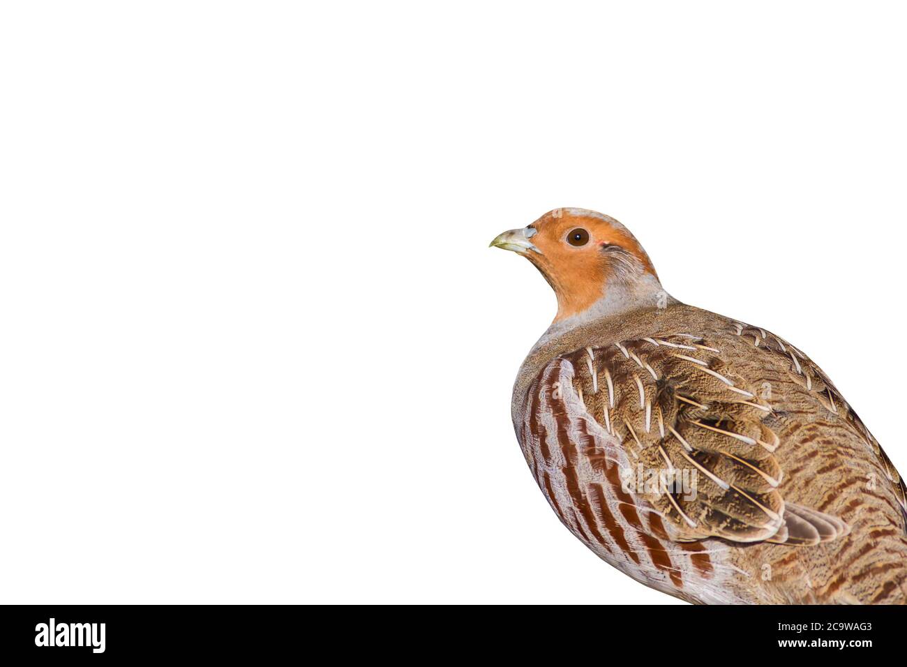 Partridge feather isolated hi-res stock photography and images - Alamy