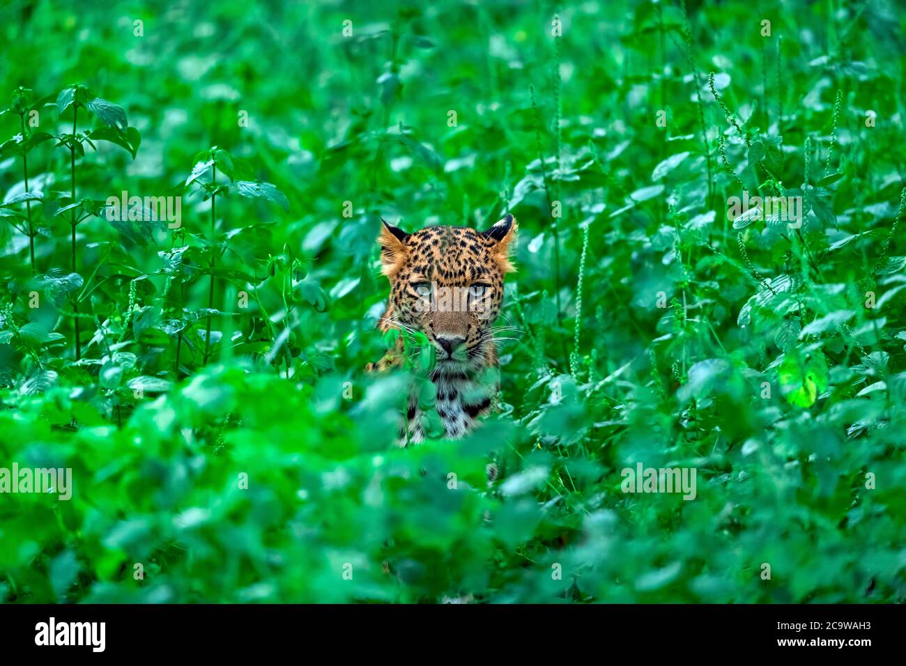 Leopard habitat hi-res stock photography and images - Alamy