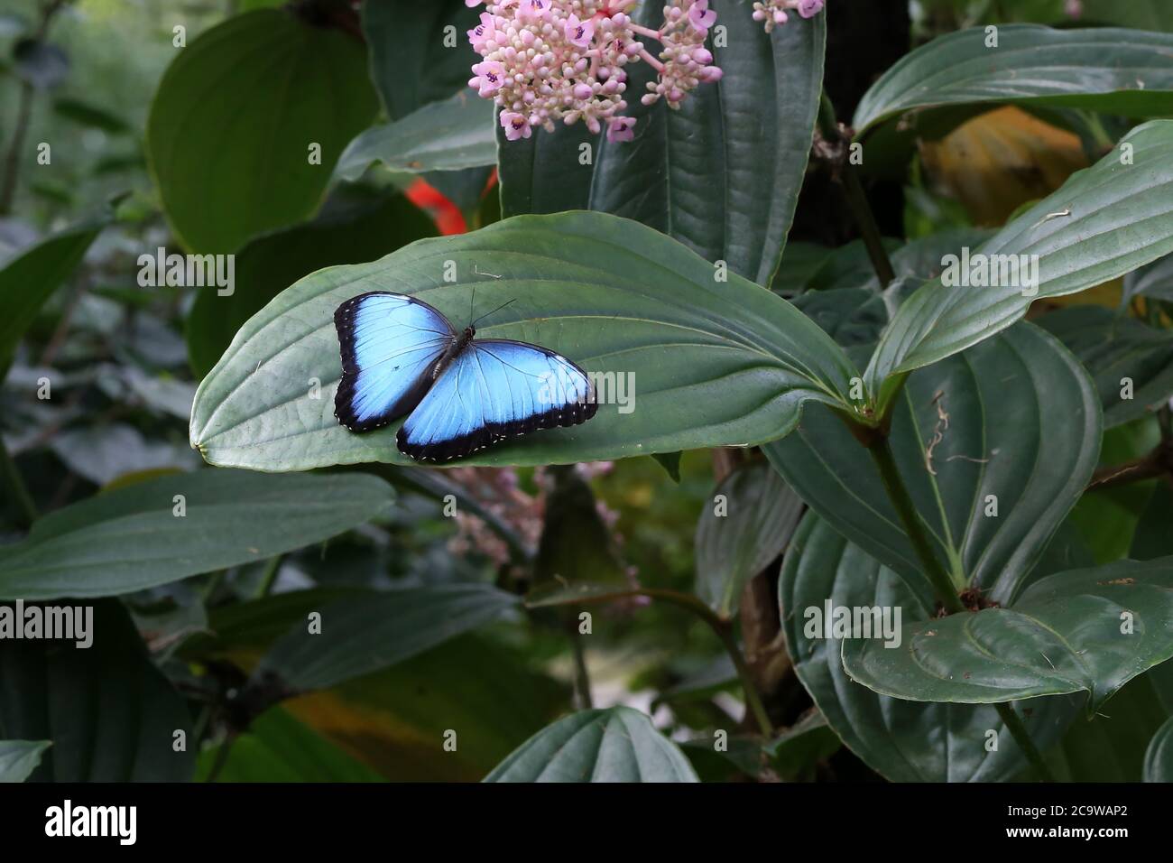 Morpho peleides peru hi-res stock photography and images - Alamy