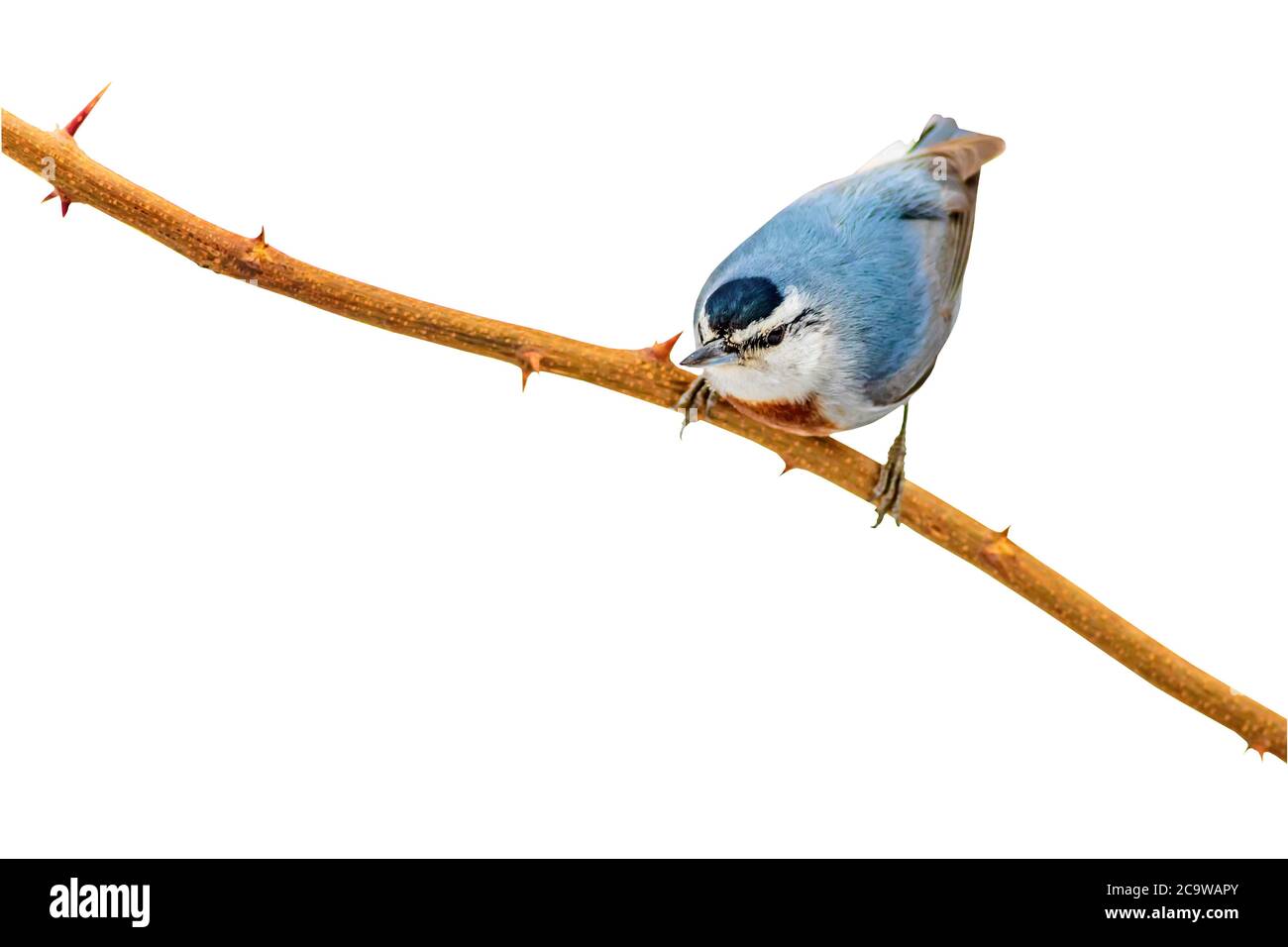Climbing bird. Isolated bird Nuthatch. White background Stock Photo - Alamy