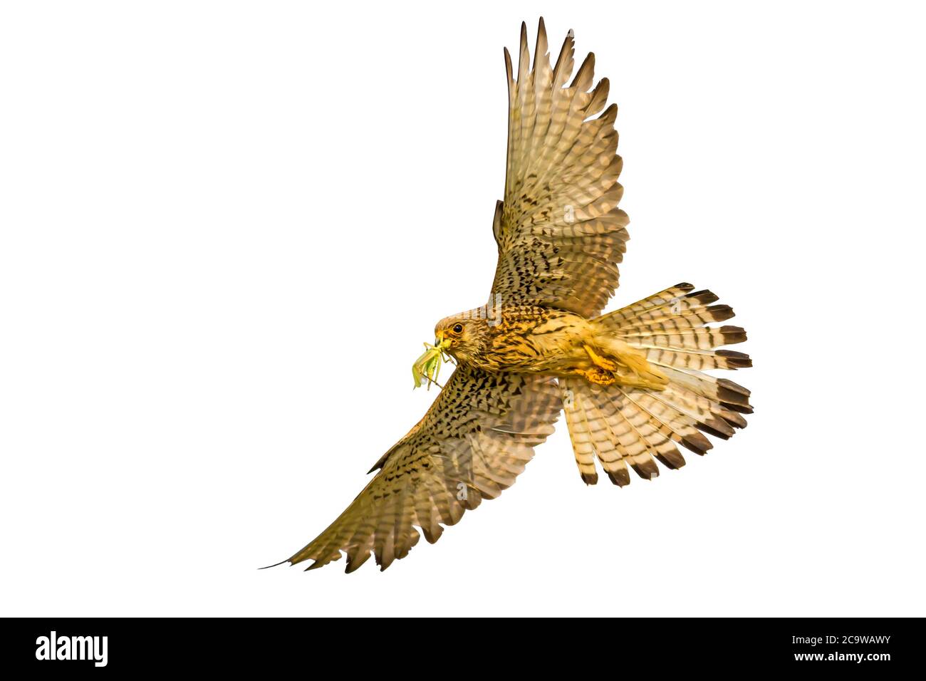 Flying falcon. Isolated bird. White background. Bird: Lesser Kestrel ...