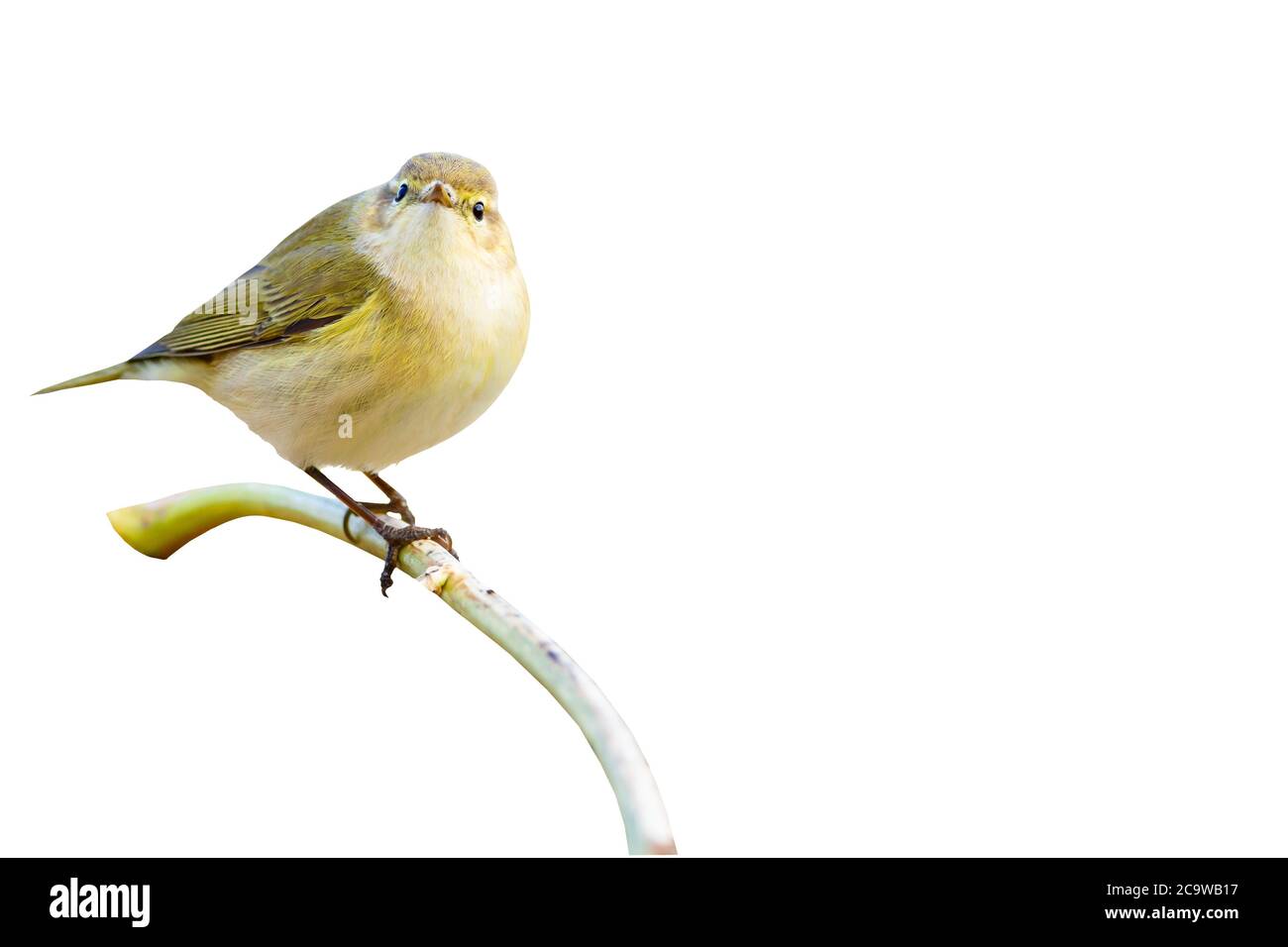 Cute little bird. Isolated bird. White background Stock Photo - Alamy