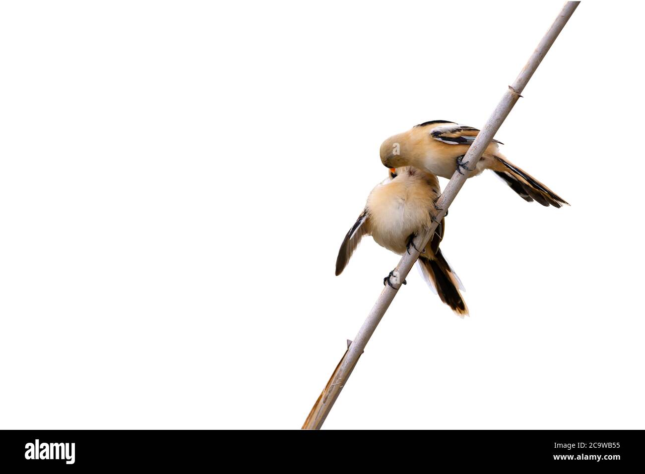 Cute little bird. Isolated bird. White background. Bird: Bearded ...