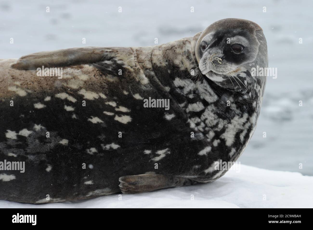 Circumpolar distribution hi-res stock photography and images - Alamy