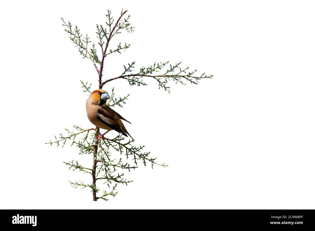 Cute little bird. Isolated bird. White background Stock Photo - Alamy