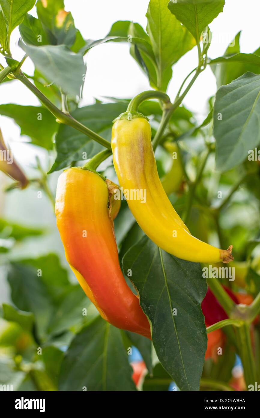English peppers hi-res stock photography and images - Alamy