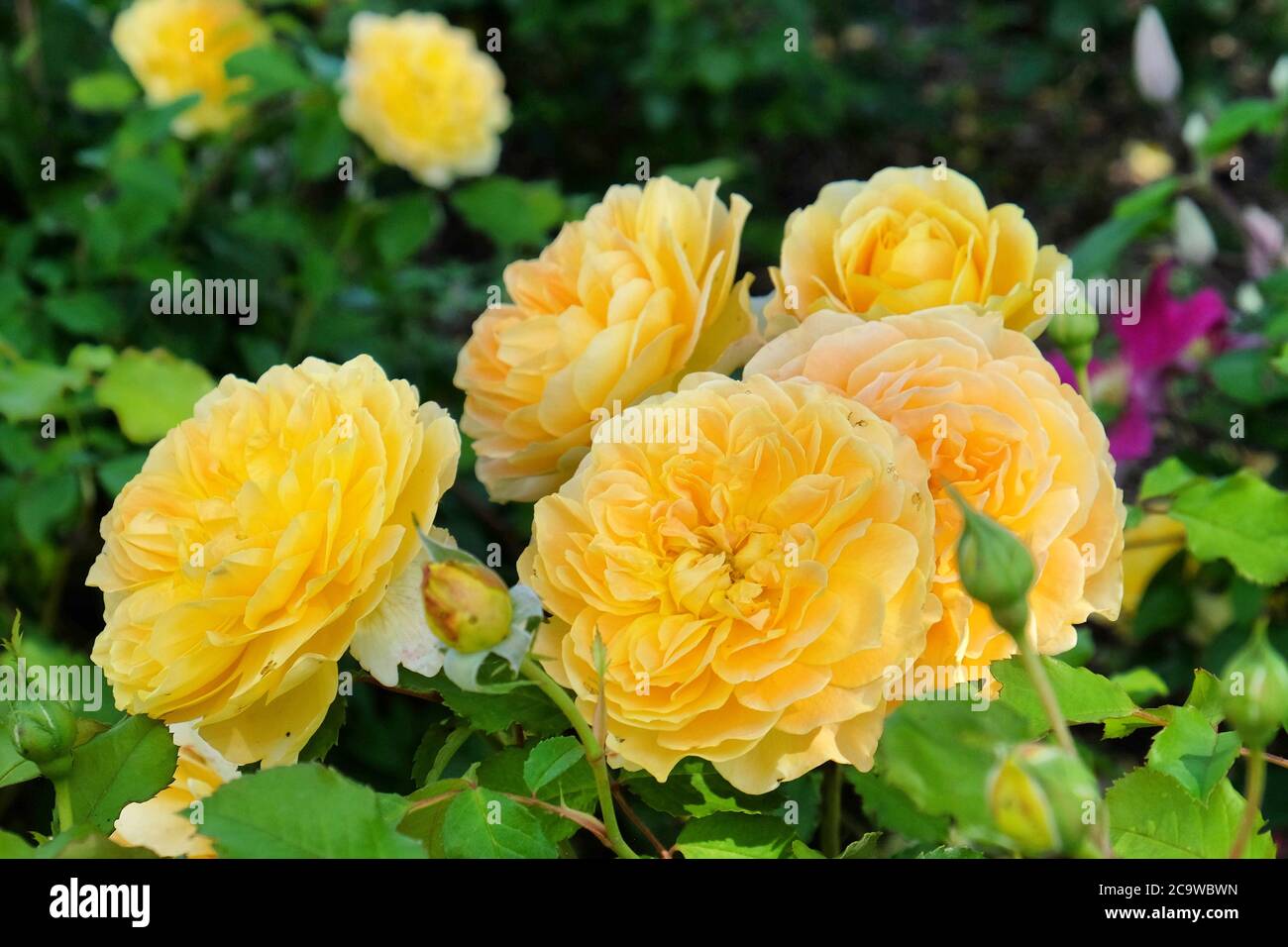Yellow molineux rose hi-res stock photography and images - Alamy