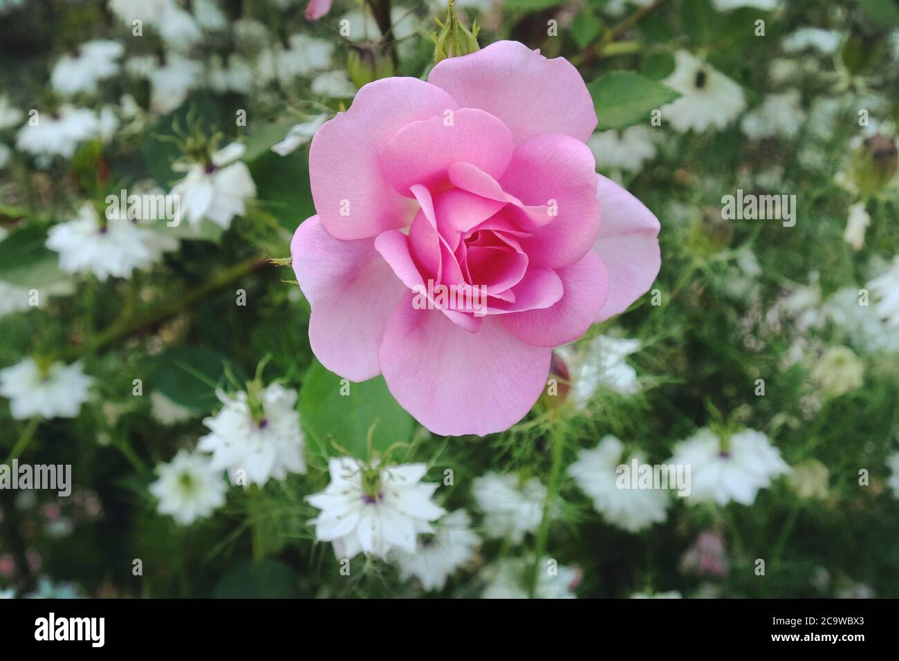 Rose auspanier hi-res stock photography and images - Alamy