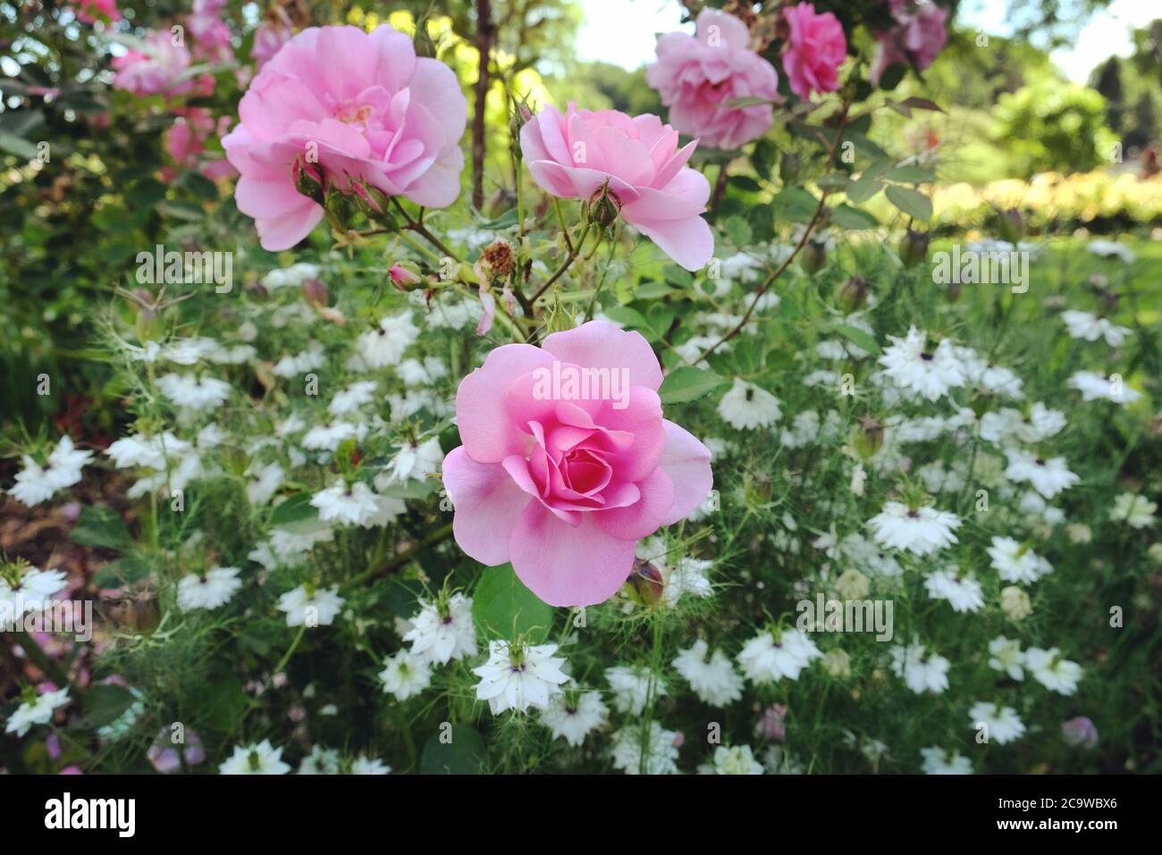Rose auspanier hi-res stock photography and images - Alamy